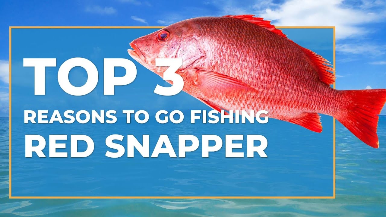 Red Snapper Season 2022: All You Need to Know (Updated 2023)